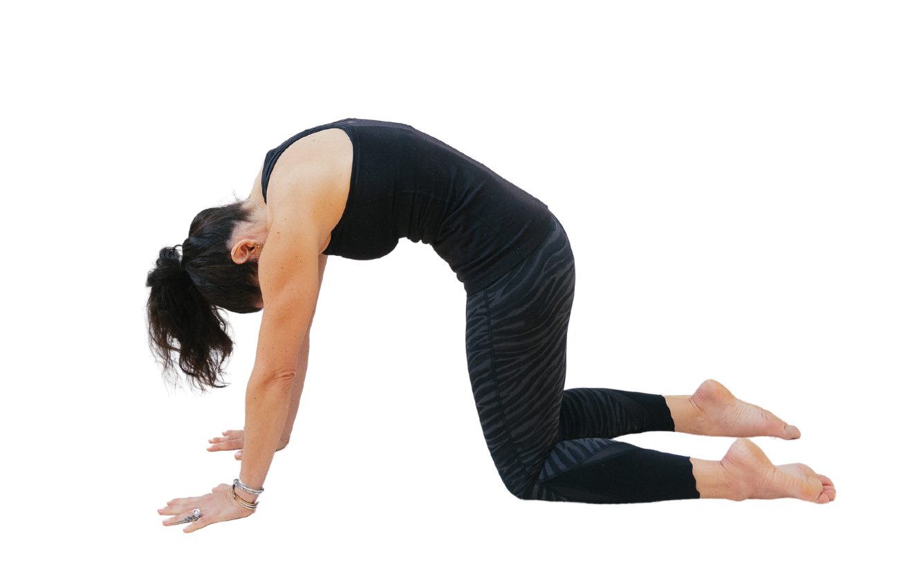 Cow Pose (Bitilasana)