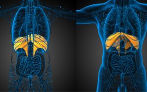 360 Breathing Explained: Expanding Into The Fullness Of Your Breath & Being